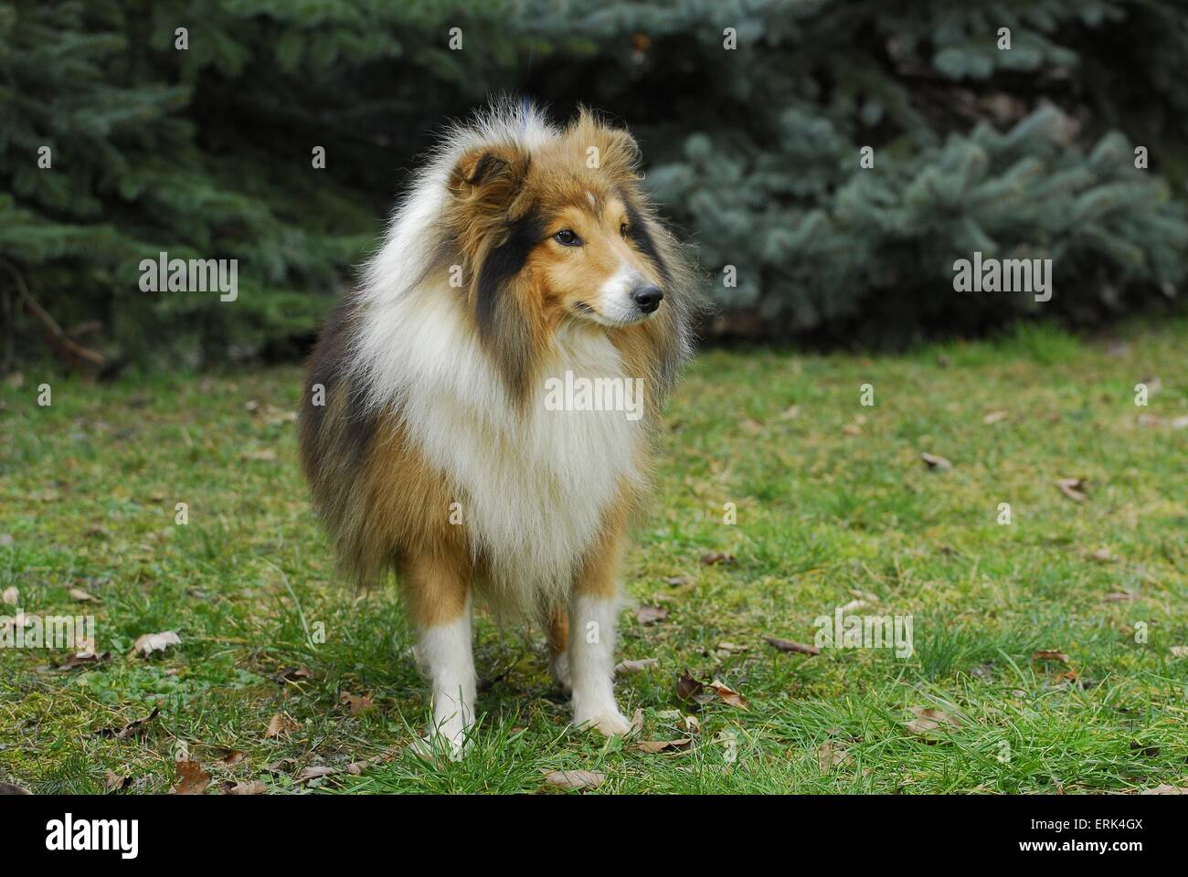 Mini sheltie hi-res stock photography and images - Alamy