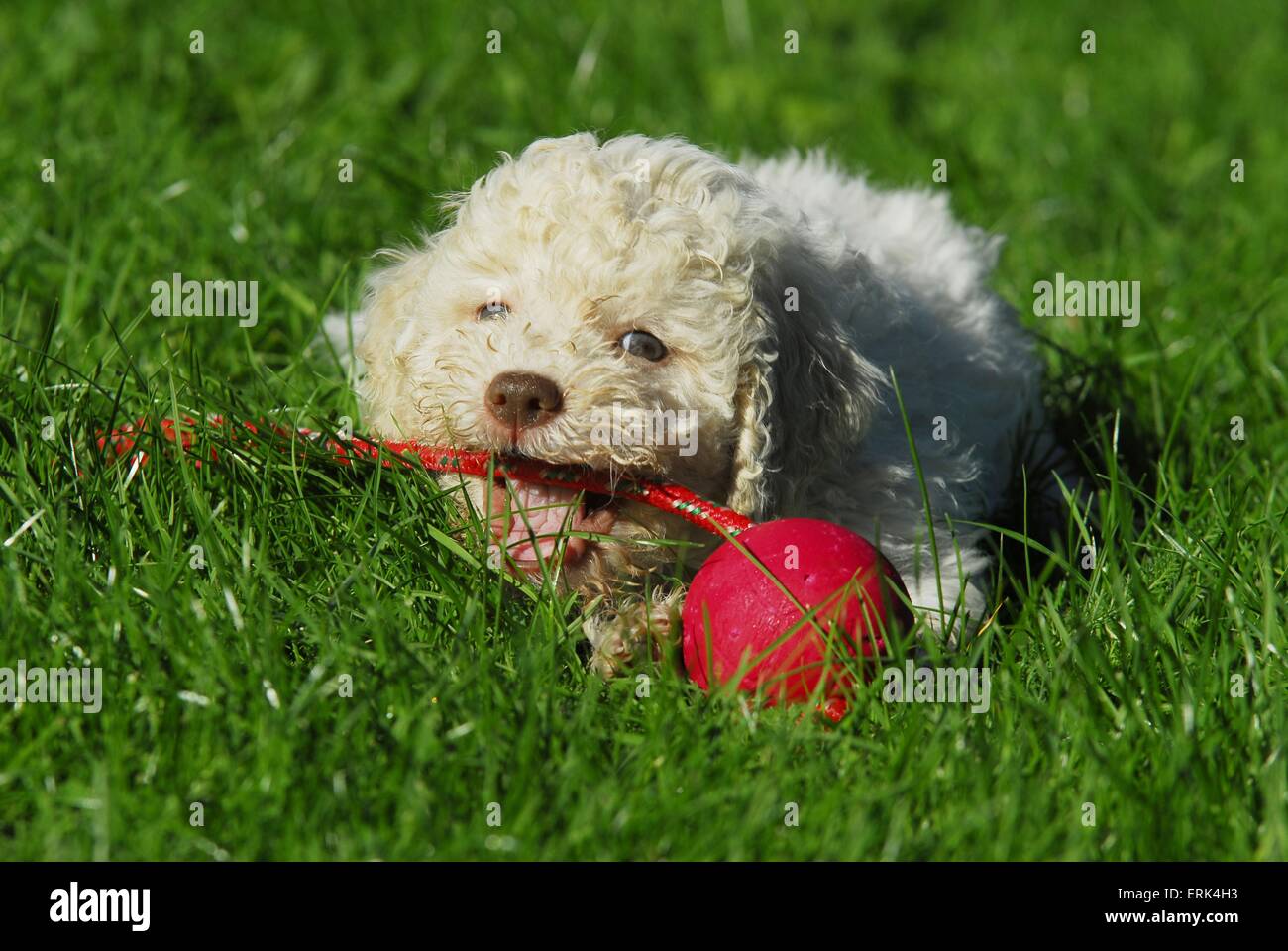 Italy truffle dog hi-res stock photography and images - Alamy