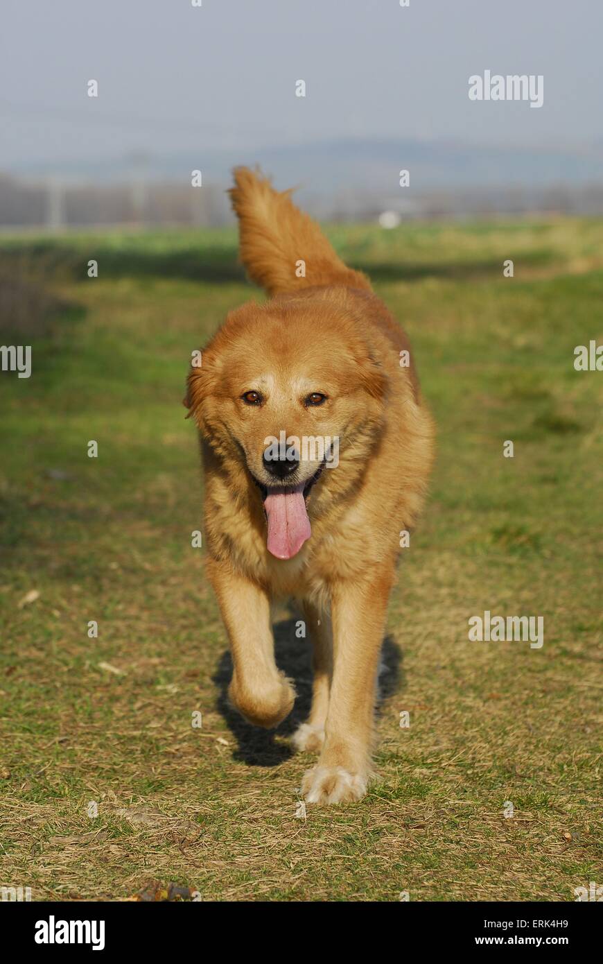 Dog moving trot hi-res stock photography and images - Alamy