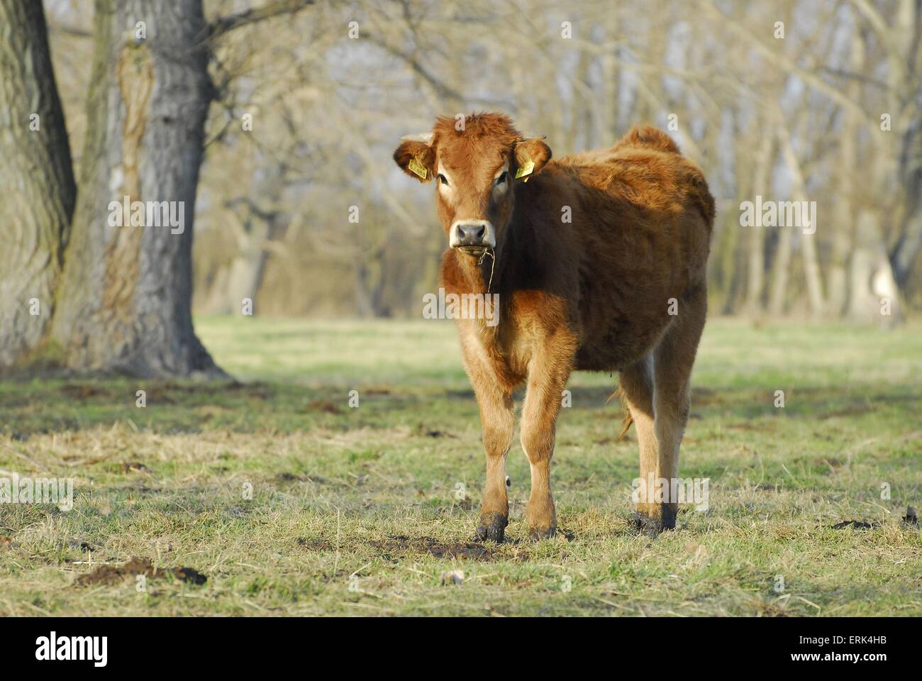 Adult cow hi-res stock photography and images - Alamy