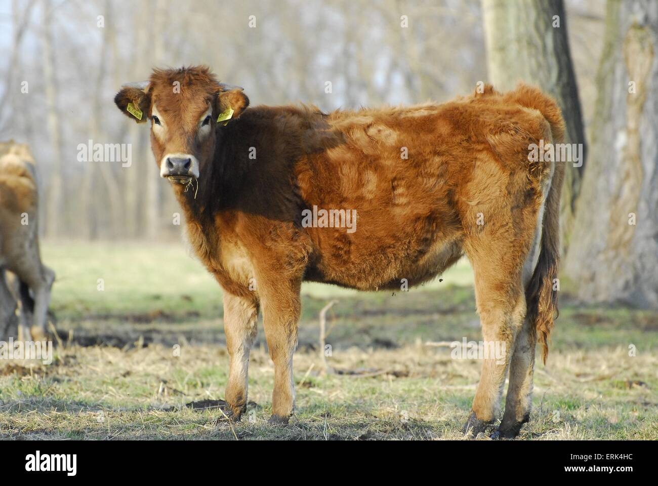 Outdoor cow hi-res stock photography and images - Alamy