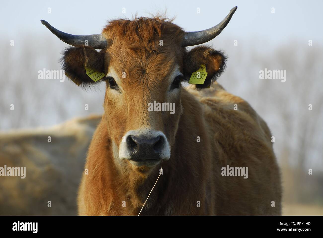 Adult cow hi-res stock photography and images - Alamy