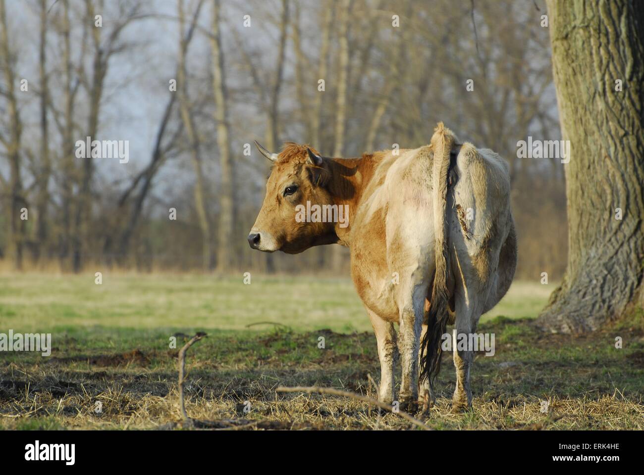 Cow cows cattles cattles livestock hi-res stock photography and images ...
