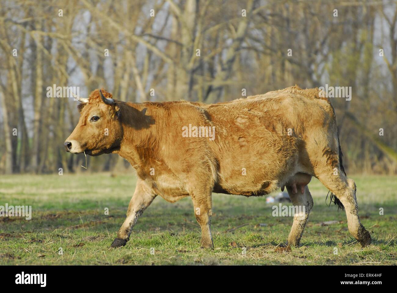 Moving cows hi-res stock photography and images - Alamy
