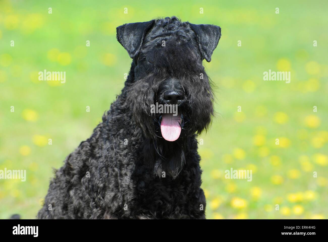 Blue Irish Terrier