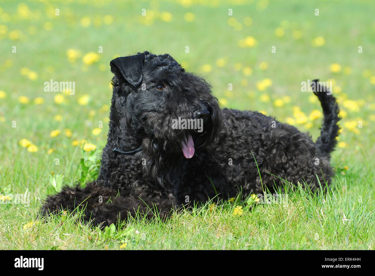 Kerry Blue Terrier Stock Photo - Alamy