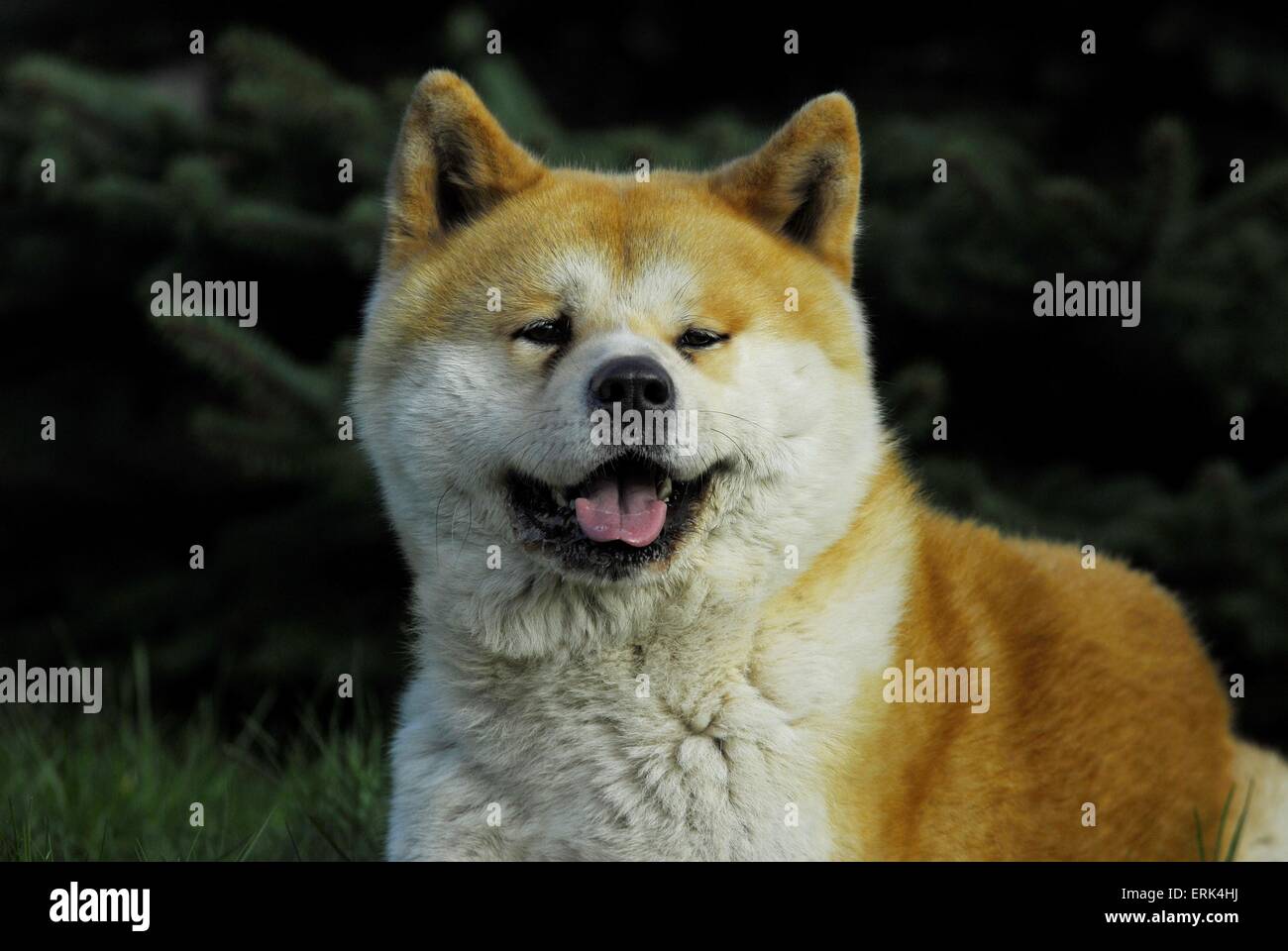 Inu High Resolution Stock Photography and Images - Alamy