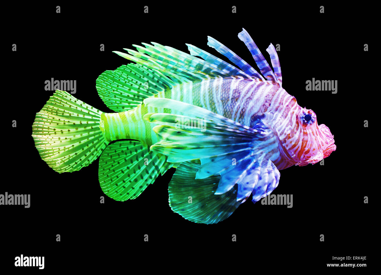 Pterois volitans, Lionfish - Isolated on black - Unique rainbow Stock ...