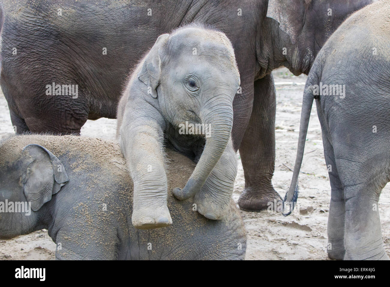 Two baby elephants playing in the sand Stock Photo - Alamy