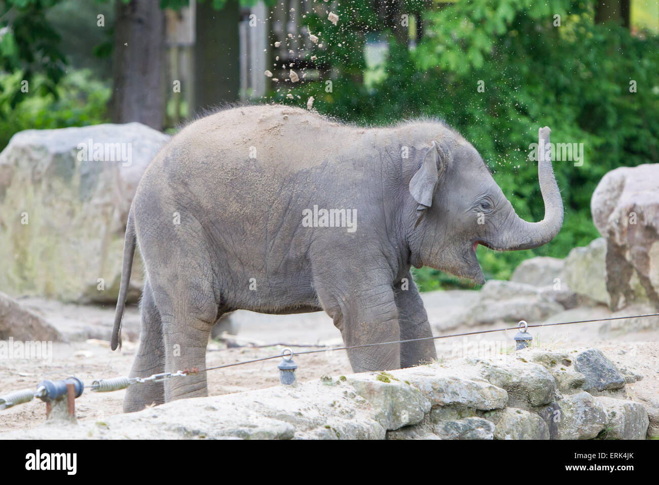 Happy baby elephant playing in the sand Stock Photo - Alamy