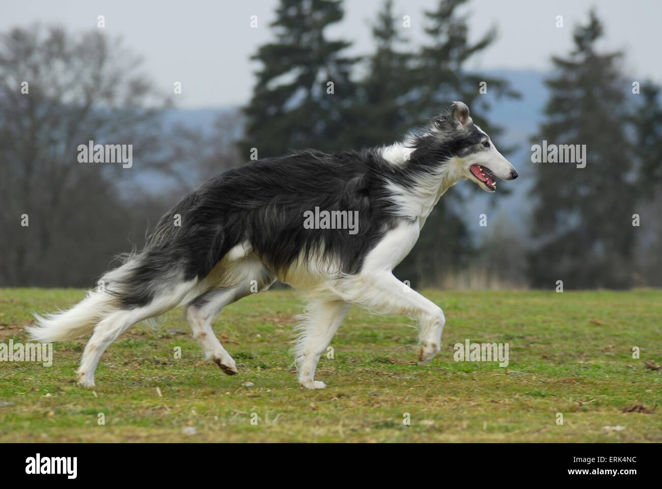 Borzoi walking hi-res stock photography and images - Alamy