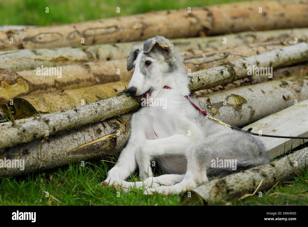 Big russian borzoi dog hi-res stock photography and images - Alamy