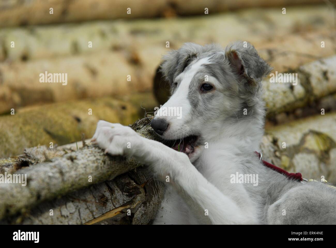 Big russian borzoi dog hi-res stock photography and images - Alamy