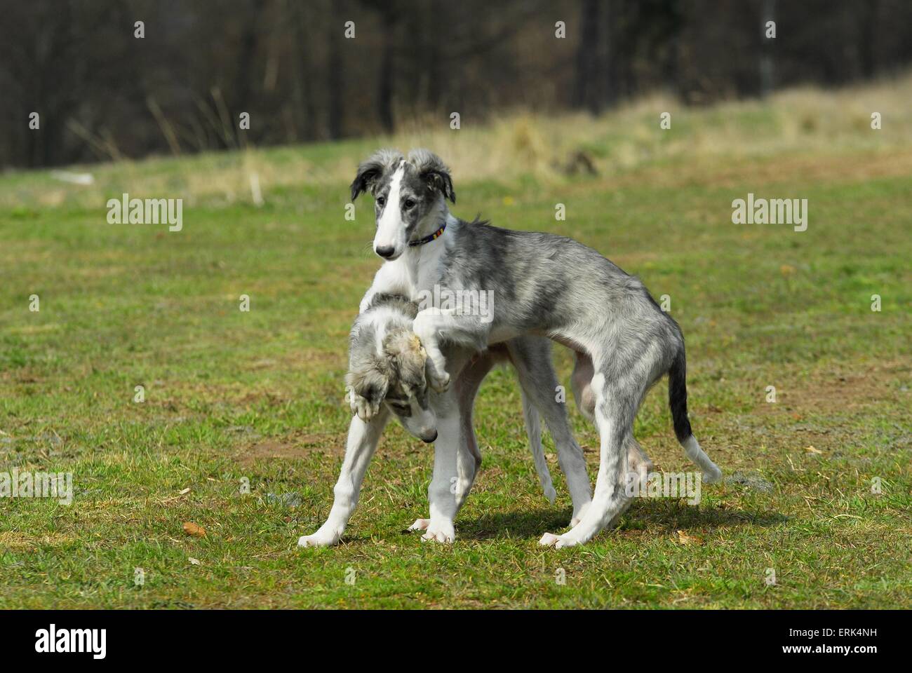 Two borzoi dogs also russian wolfhounds hi-res stock photography and ...