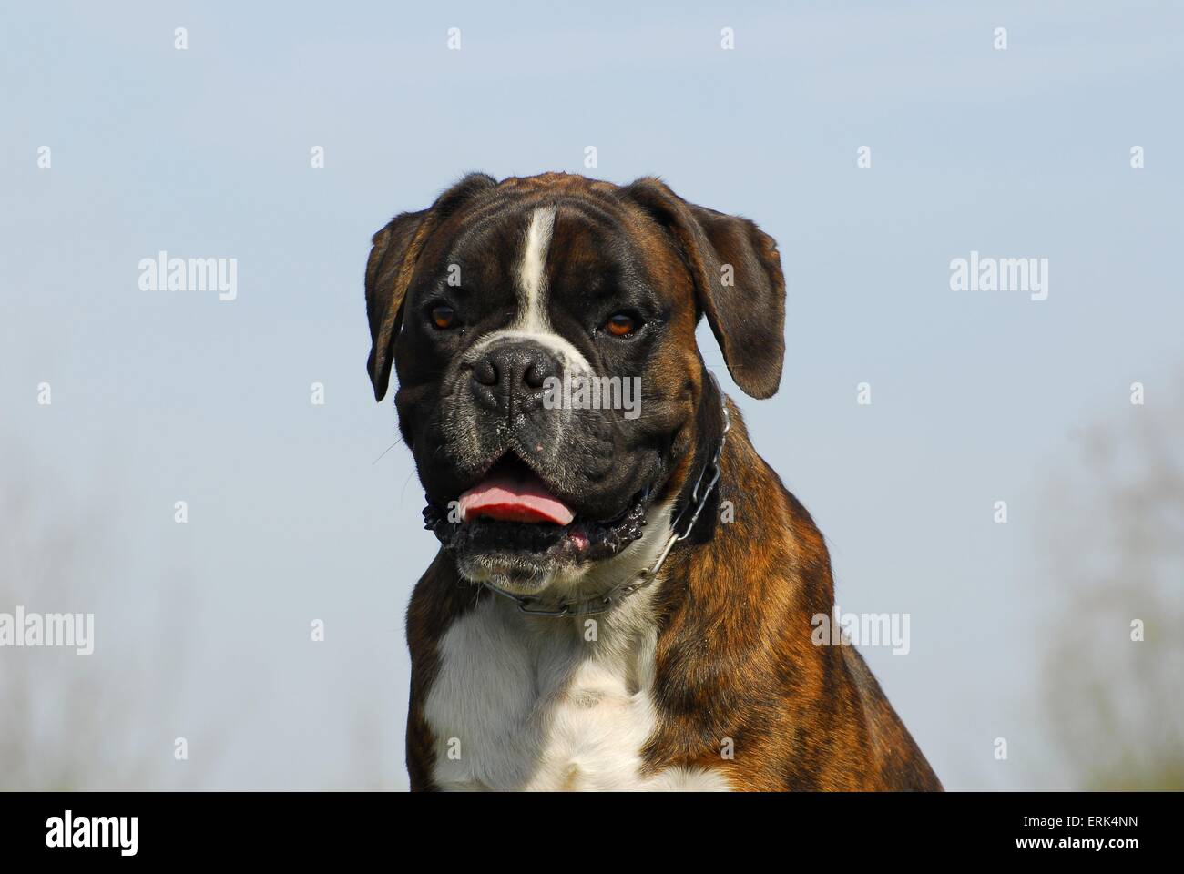 Boxer dog portraits hi-res stock photography and images - Alamy