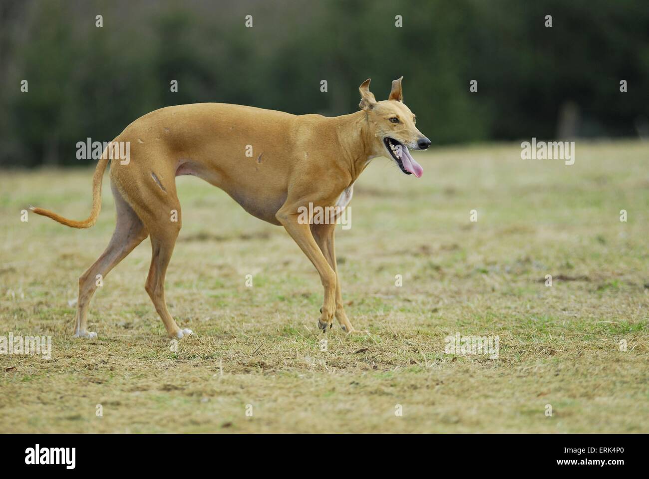 Smooth galgo hi-res stock photography and images - Alamy
