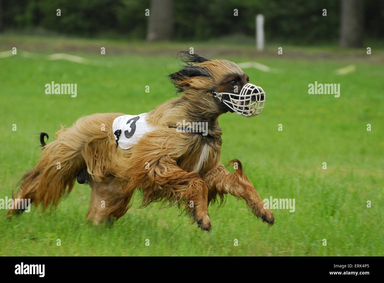 Afghan Hound Hair High Resolution Stock Photography and Images - Alamy