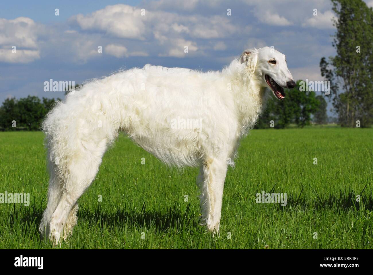 Borzoi standing hi-res stock photography and images - Alamy