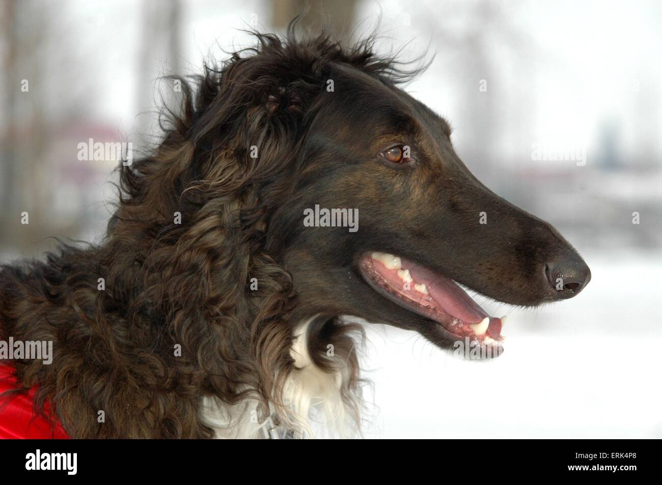Portrait borzoi side view hi-res stock photography and images - Alamy