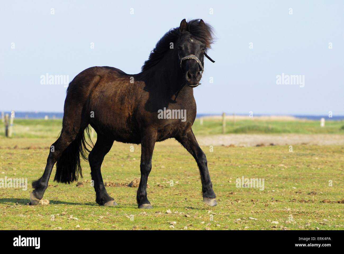 Fell pony hi-res stock photography and images - Alamy