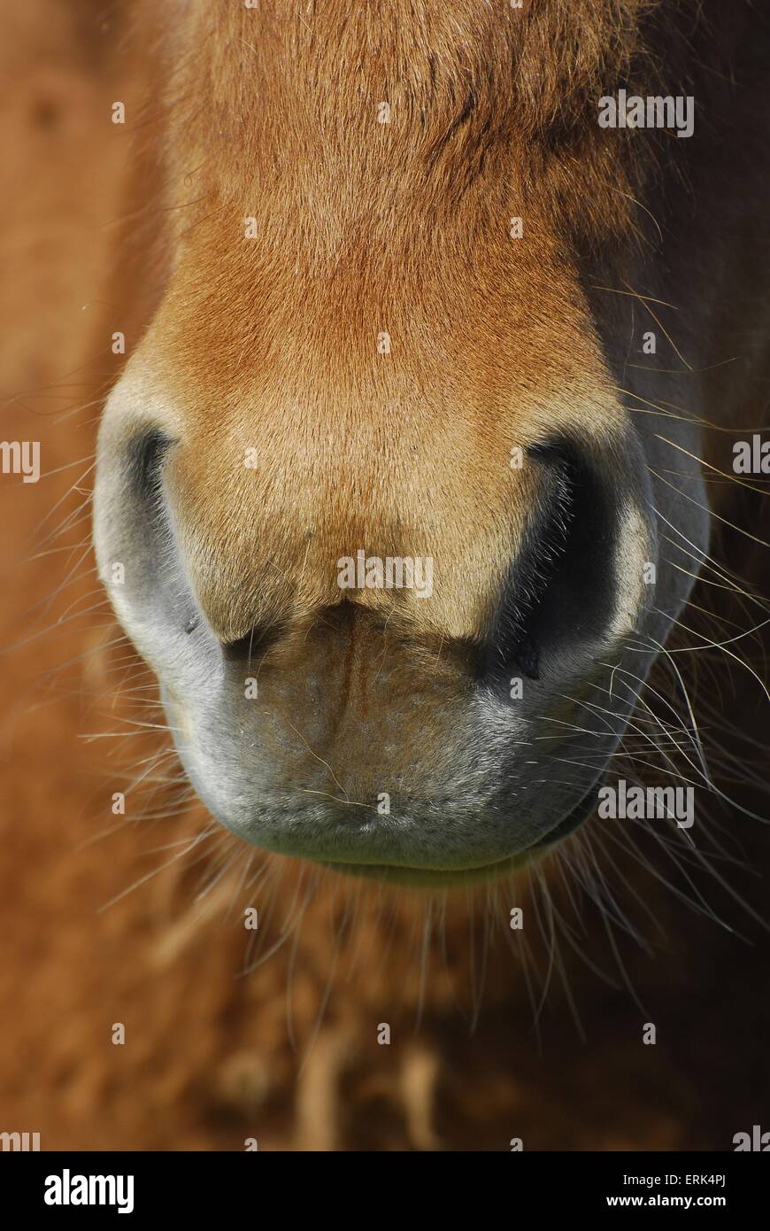 Horsemouth hi-res stock photography and images - Alamy