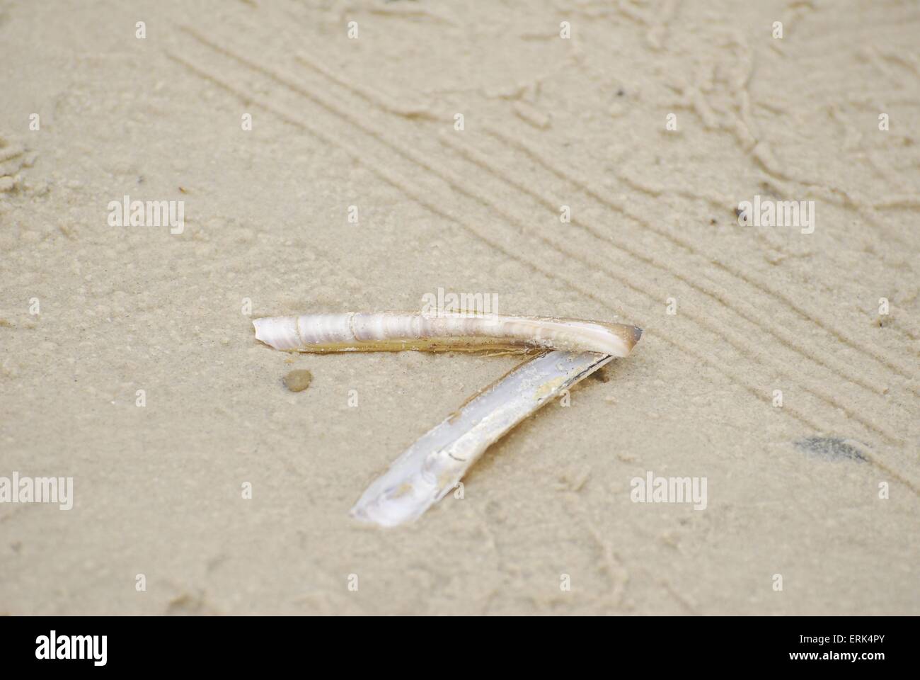 Common razor shell hi-res stock photography and images - Alamy