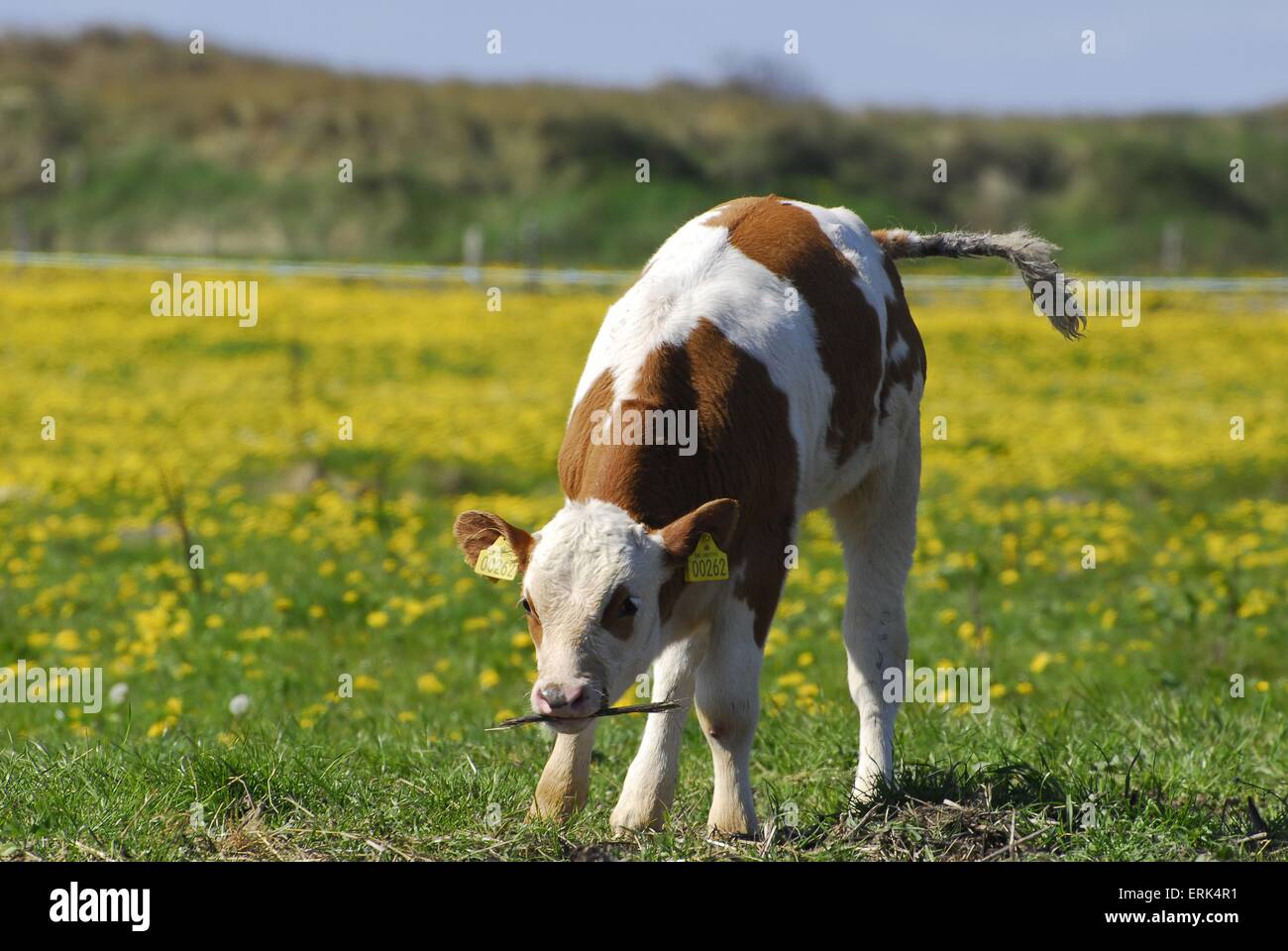 Adults and calf hi-res stock photography and images - Alamy