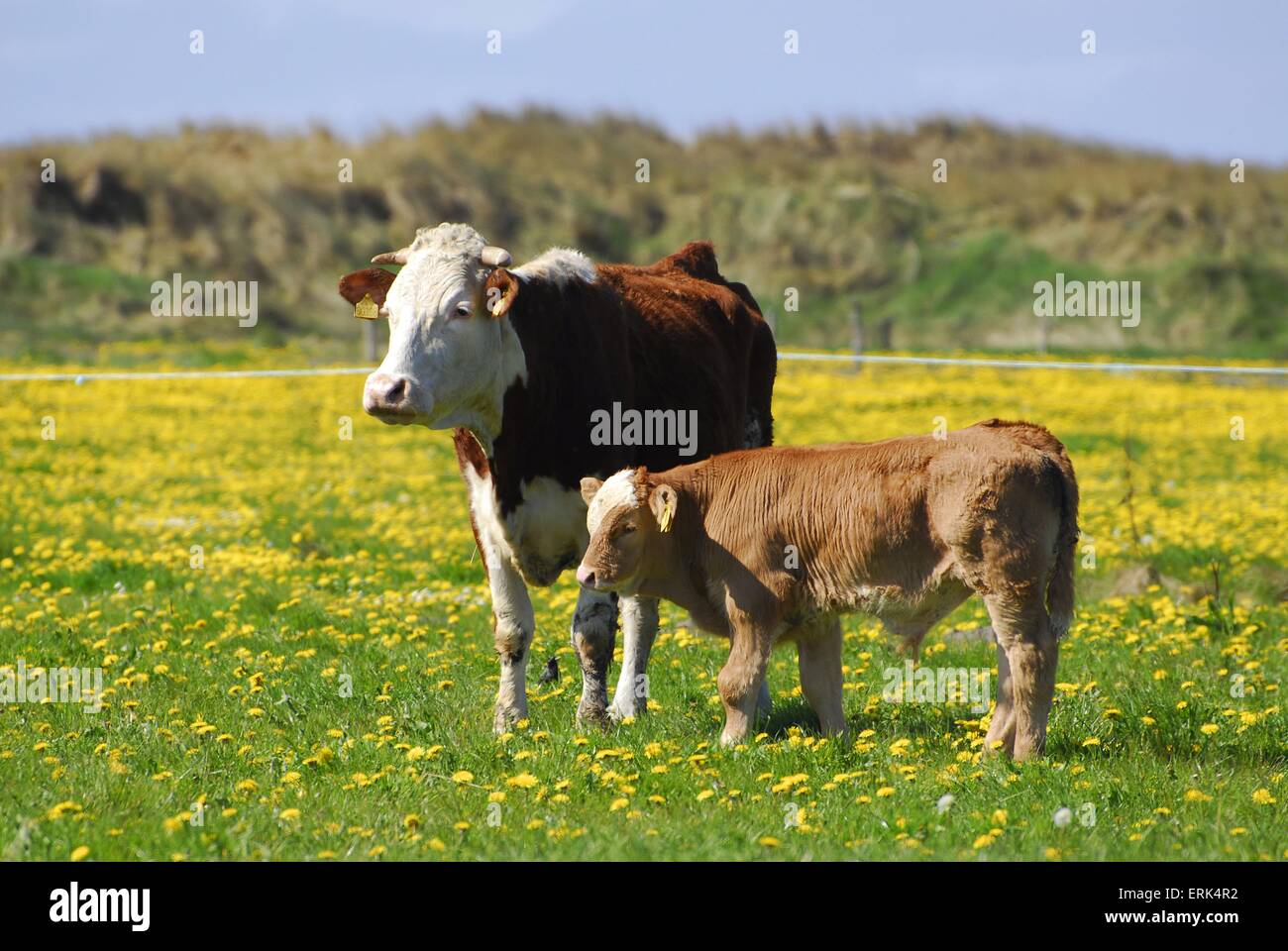 Cow calf meadow hi-res stock photography and images - Alamy