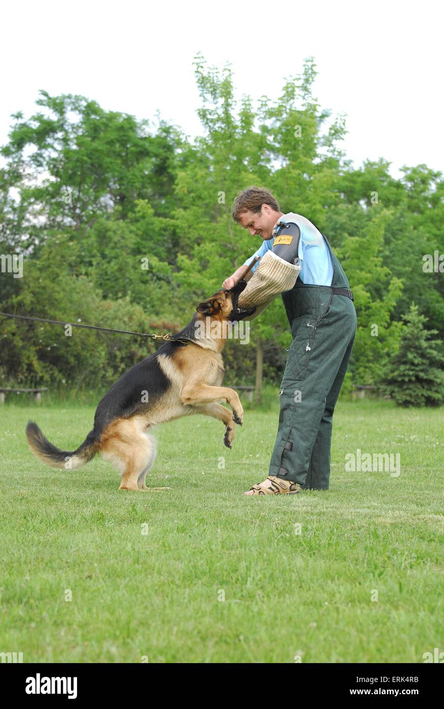 training protection dog Stock Photo - Alamy