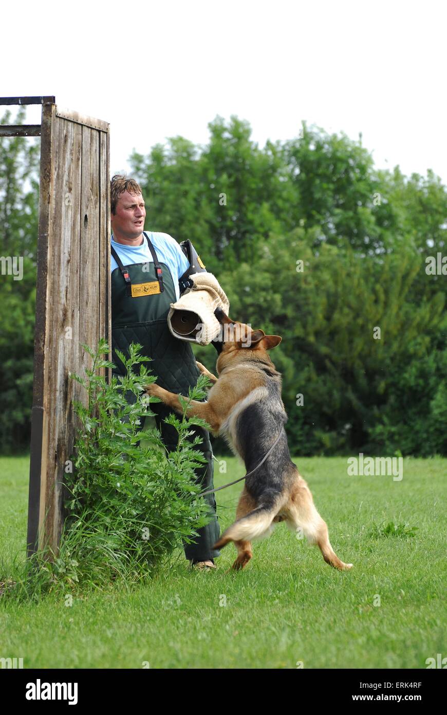 training protection dog Stock Photo - Alamy