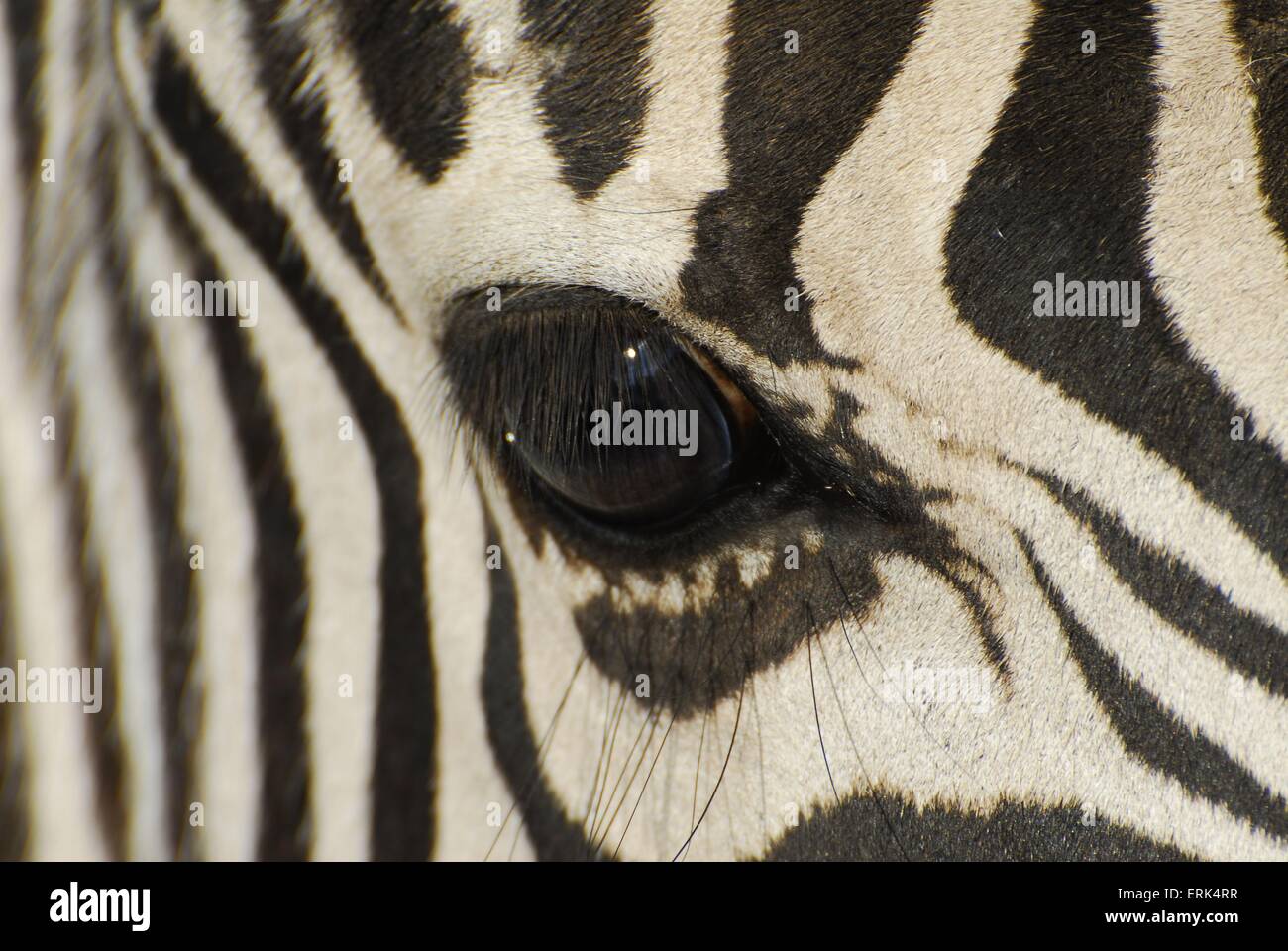 Eye of zebra hi-res stock photography and images - Alamy