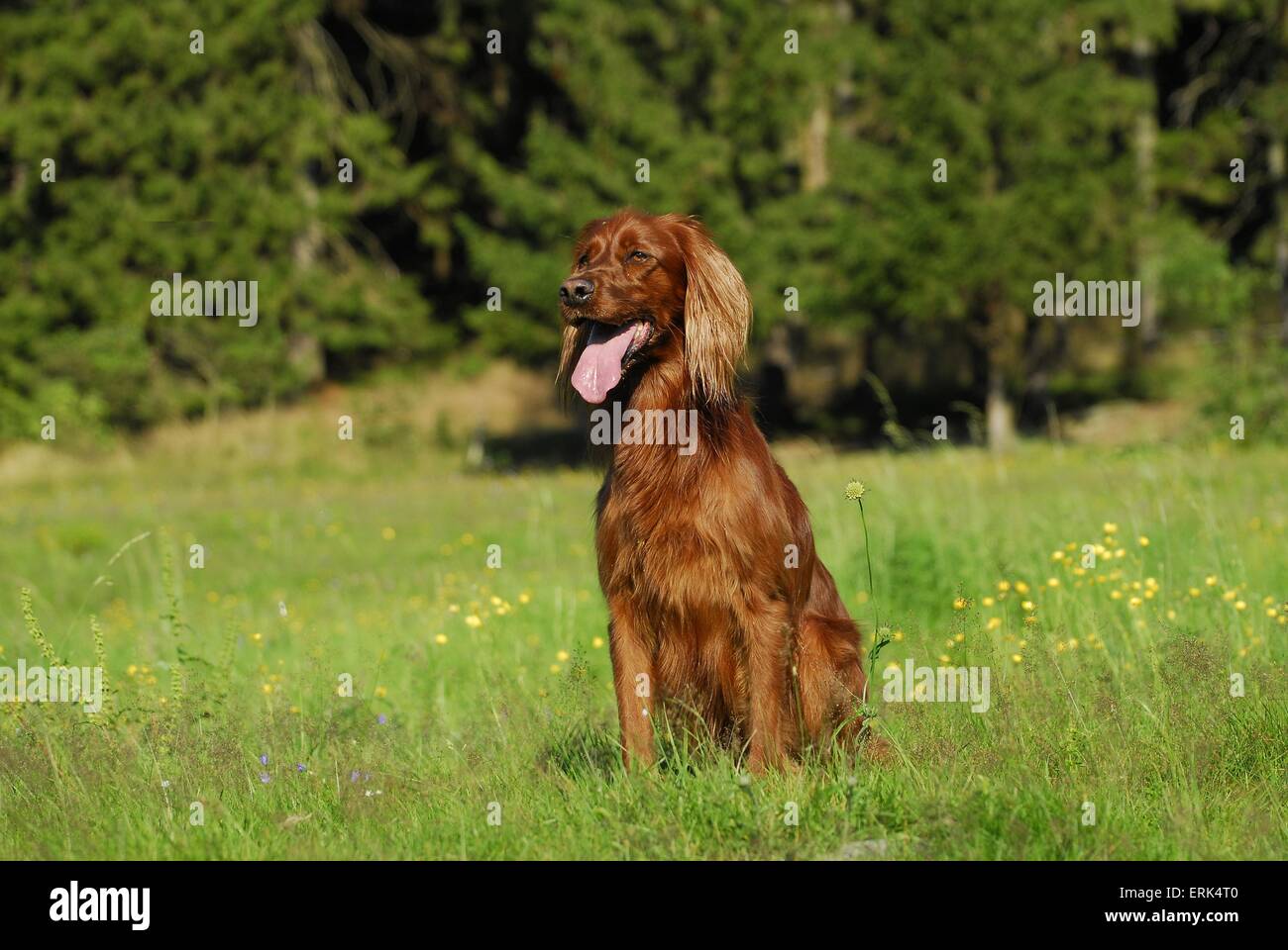 Sitting irish setter hi-res stock photography and images - Alamy