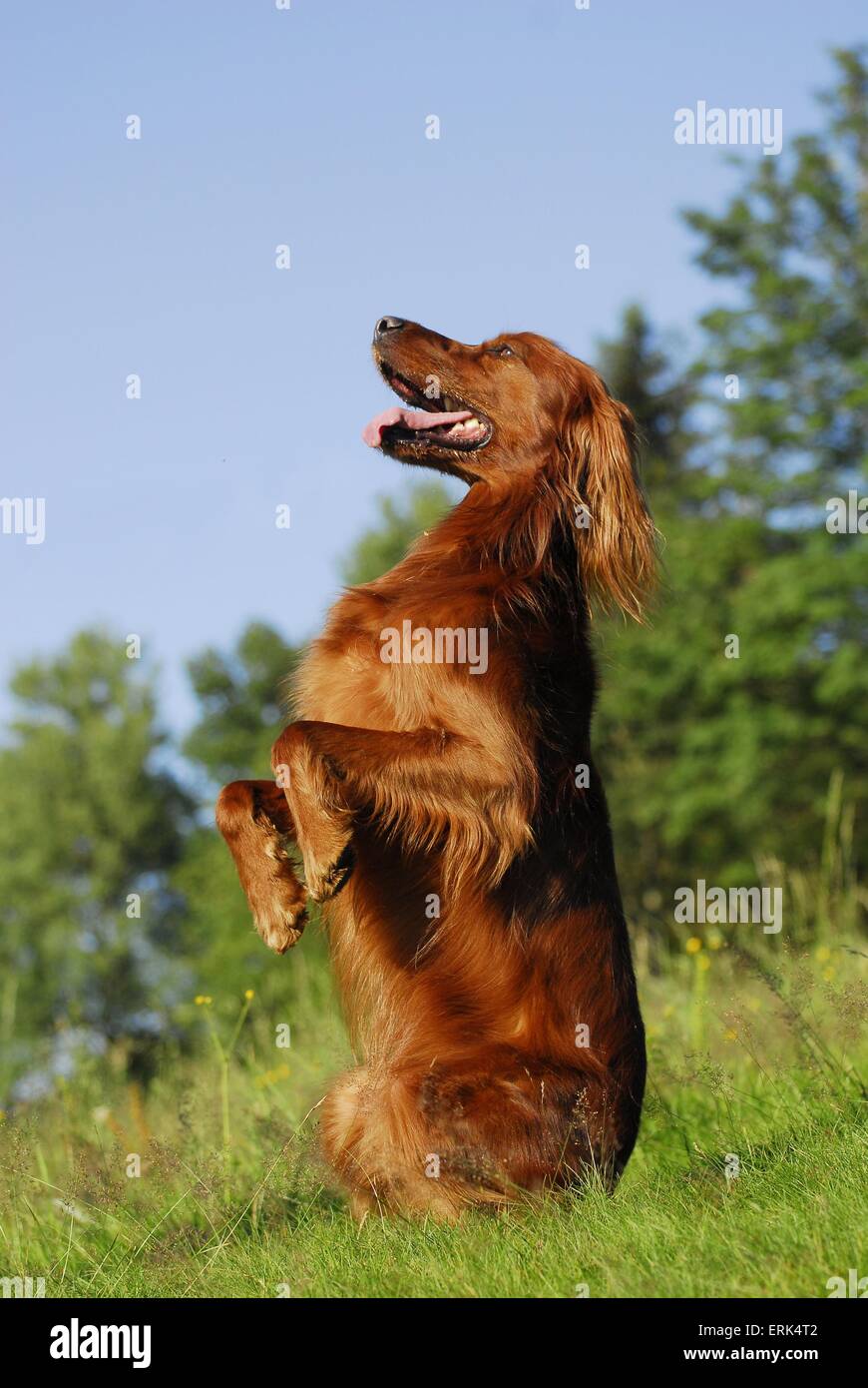 Irish setter hi-res stock photography and images - Alamy