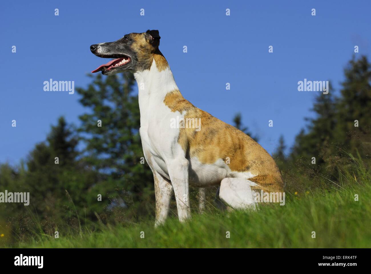 Whippet hi-res stock photography and images - Alamy