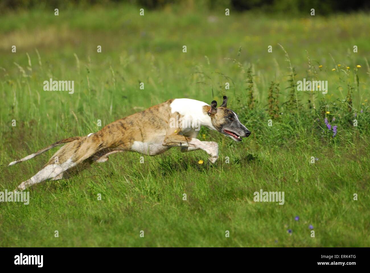 Whippet Dogs Running High Resolution Stock Photography and Images - Alamy
