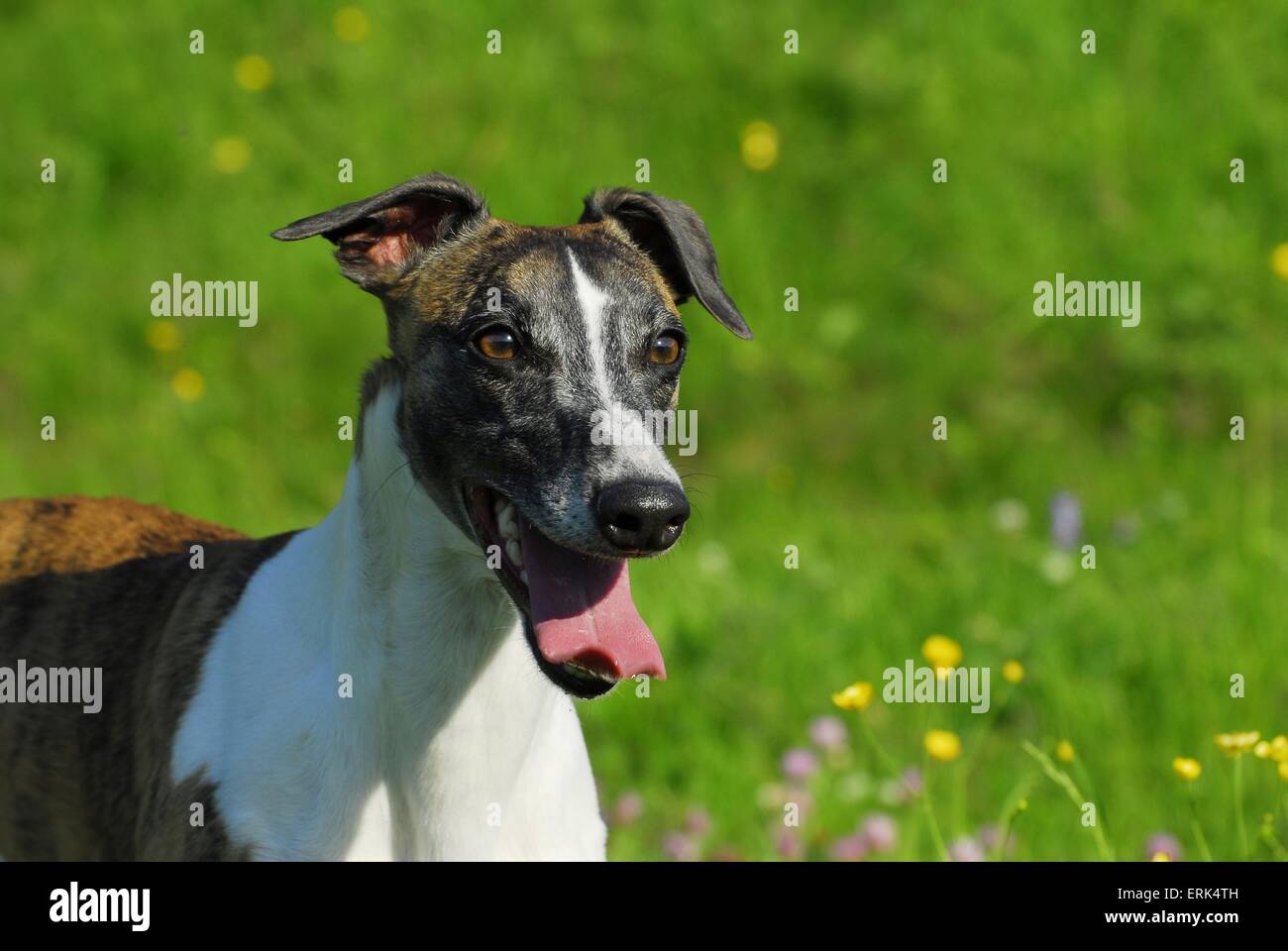 Whippet hi-res stock photography and images - Alamy
