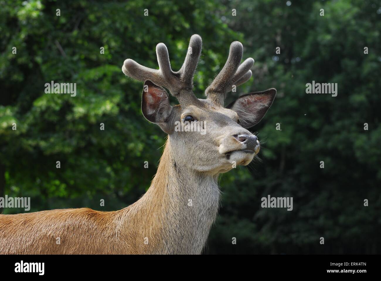 Deer horns horizontal hi-res stock photography and images - Alamy