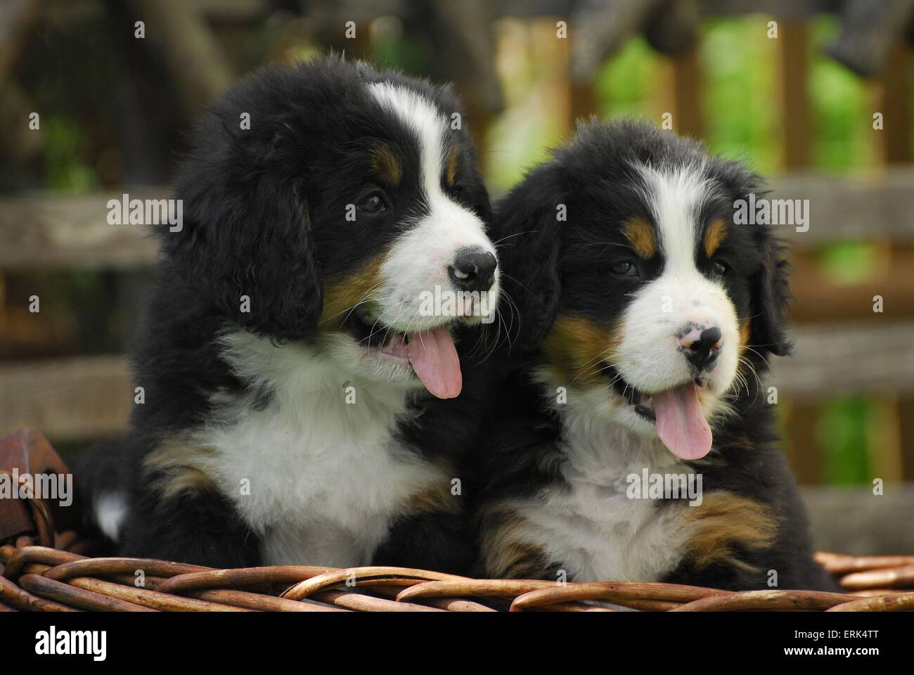 Bernese cattle dog hi-res stock photography and images - Alamy
