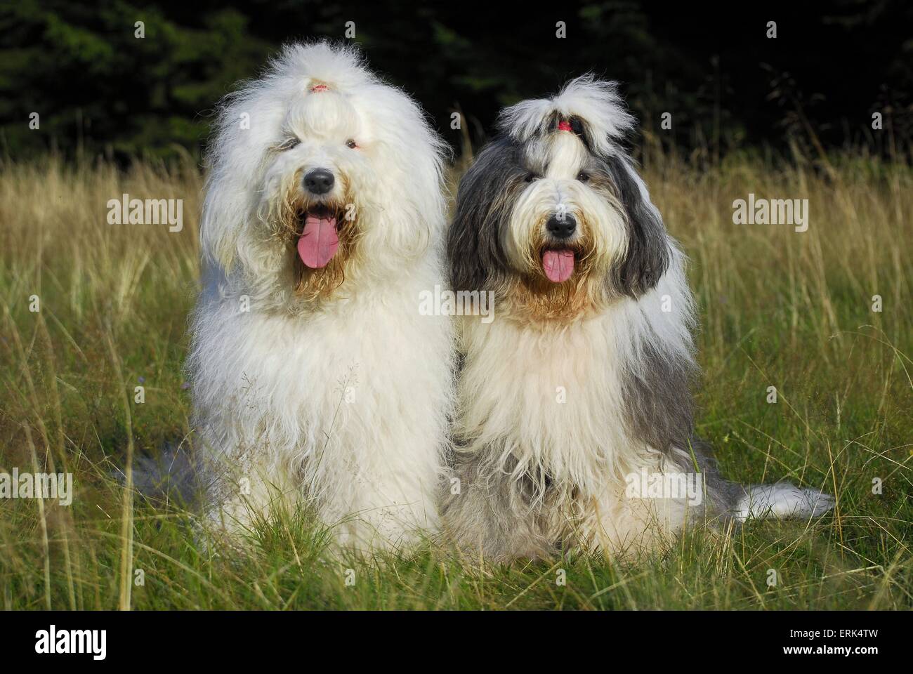 White bobtail hi-res stock photography and images - Alamy