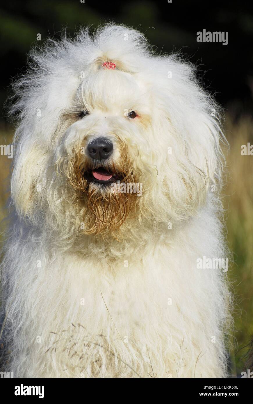 Bobtail dog hi-res stock photography and images - Alamy
