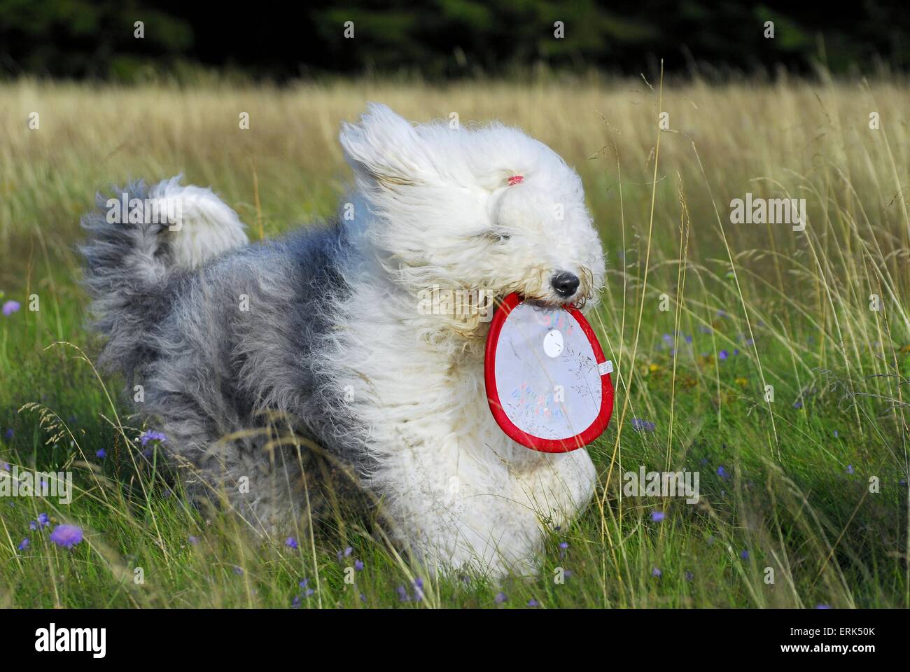 Dag playing hi-res stock photography and images - Alamy