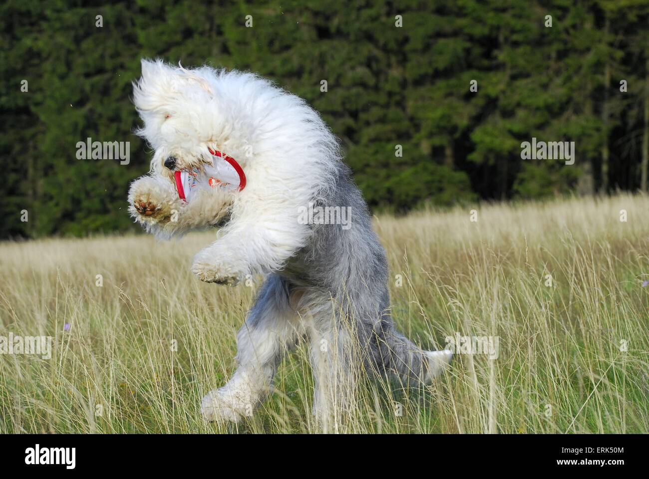 playing Old English Sheepdog Stock Photo - Alamy