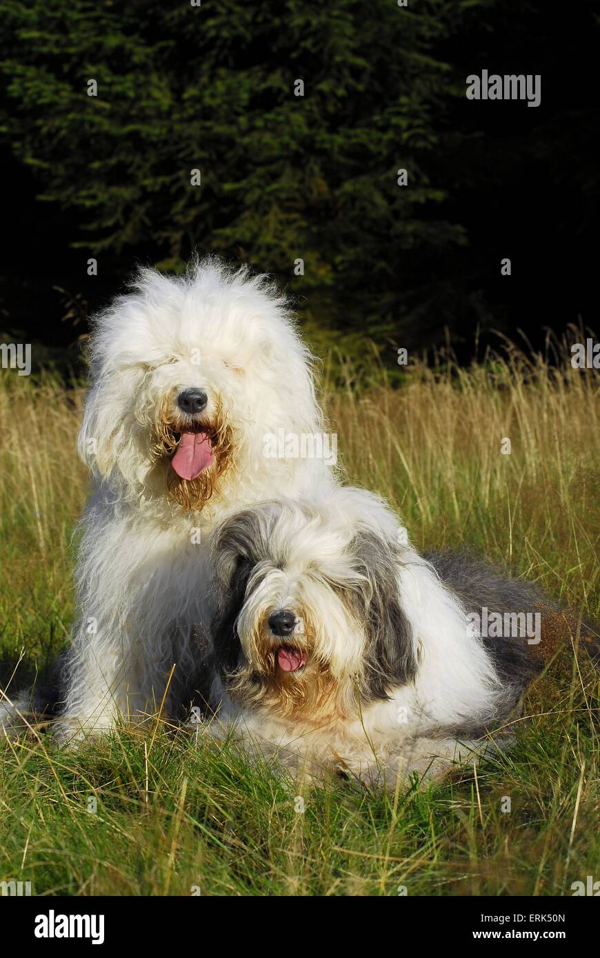 Bobtail meadow hi-res stock photography and images - Alamy