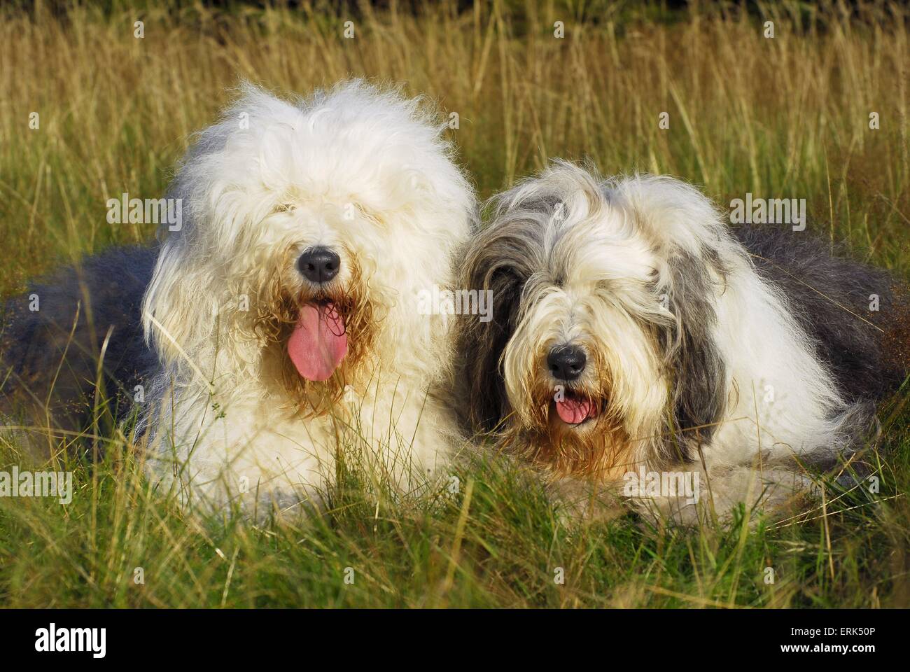 Bobtail meadow hi-res stock photography and images - Alamy