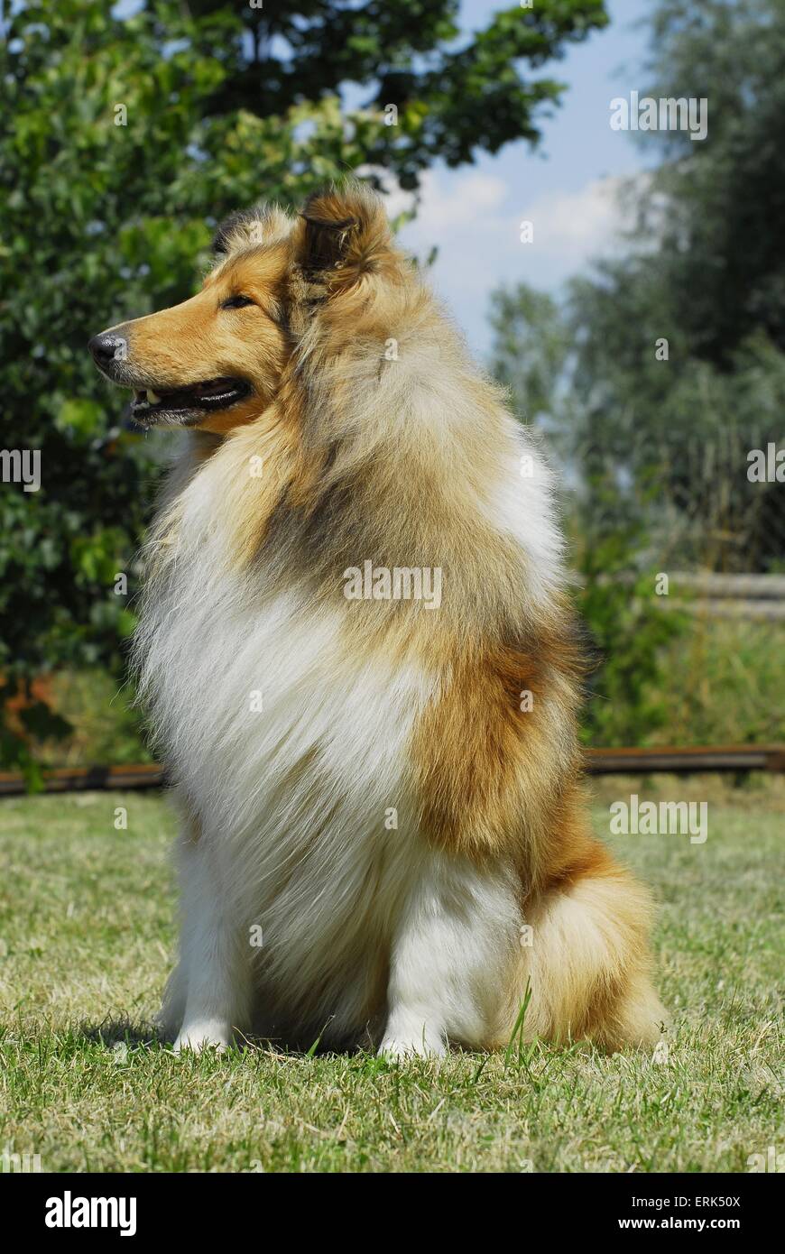 sitting long-haired Collie Stock Photo - Alamy