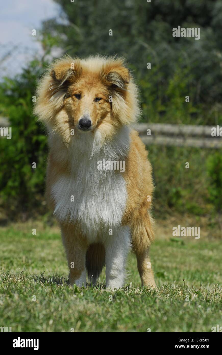 Long haired collie hi-res stock photography and images - Alamy