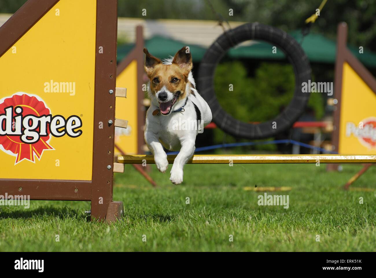 Agility trains hi-res stock photography and images - Alamy