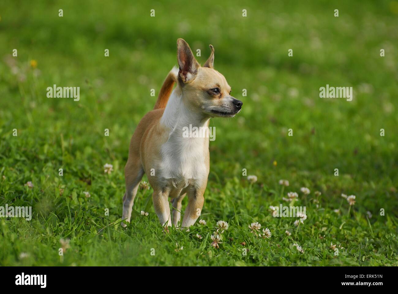 Techichi High Resolution Stock Photography and Images - Alamy