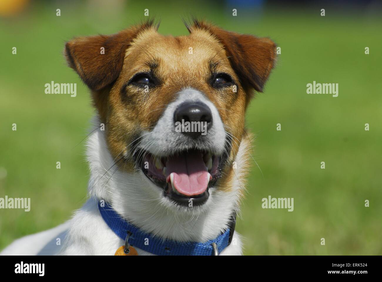 Jack Russell Terrier Stock Photo - Alamy
