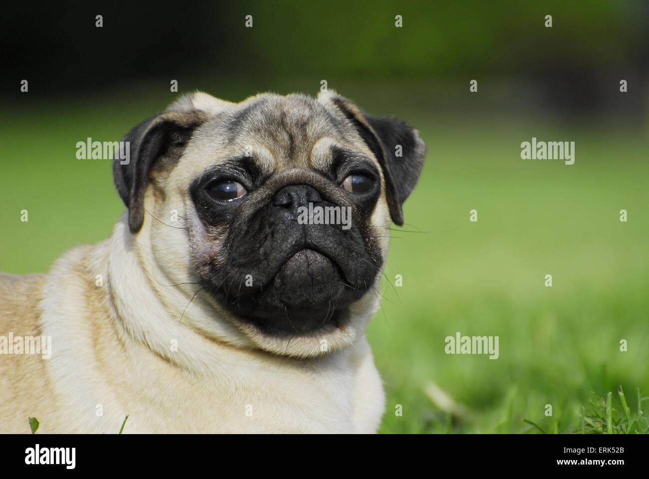 Portrait beige pug dog hi-res stock photography and images - Alamy